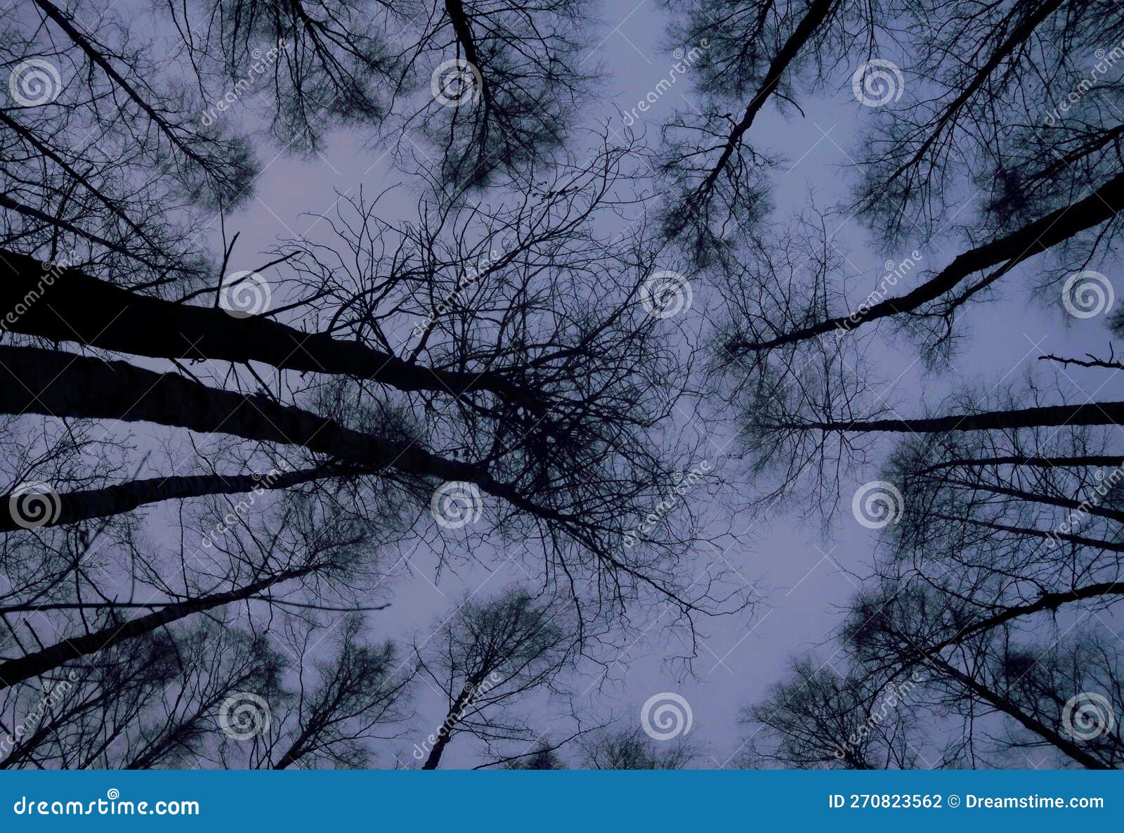Treetops at Dusk, Viewed from Below Stock Photo - Image of reflection ...