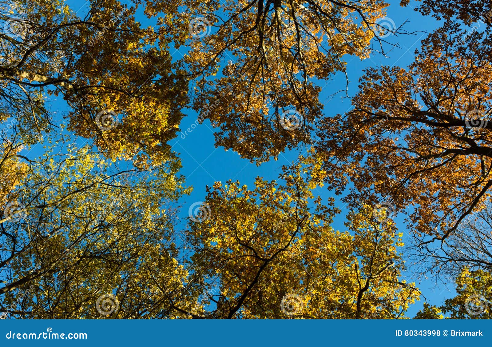 Treetops in the fall stock photo. Image of colors, shape - 80343998
