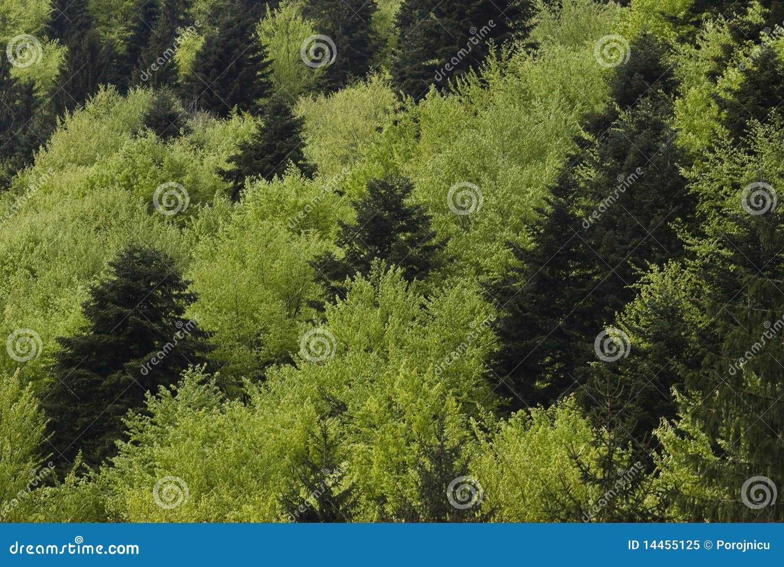 Treetops and forest stock image. Image of tisita, woods - 14455125