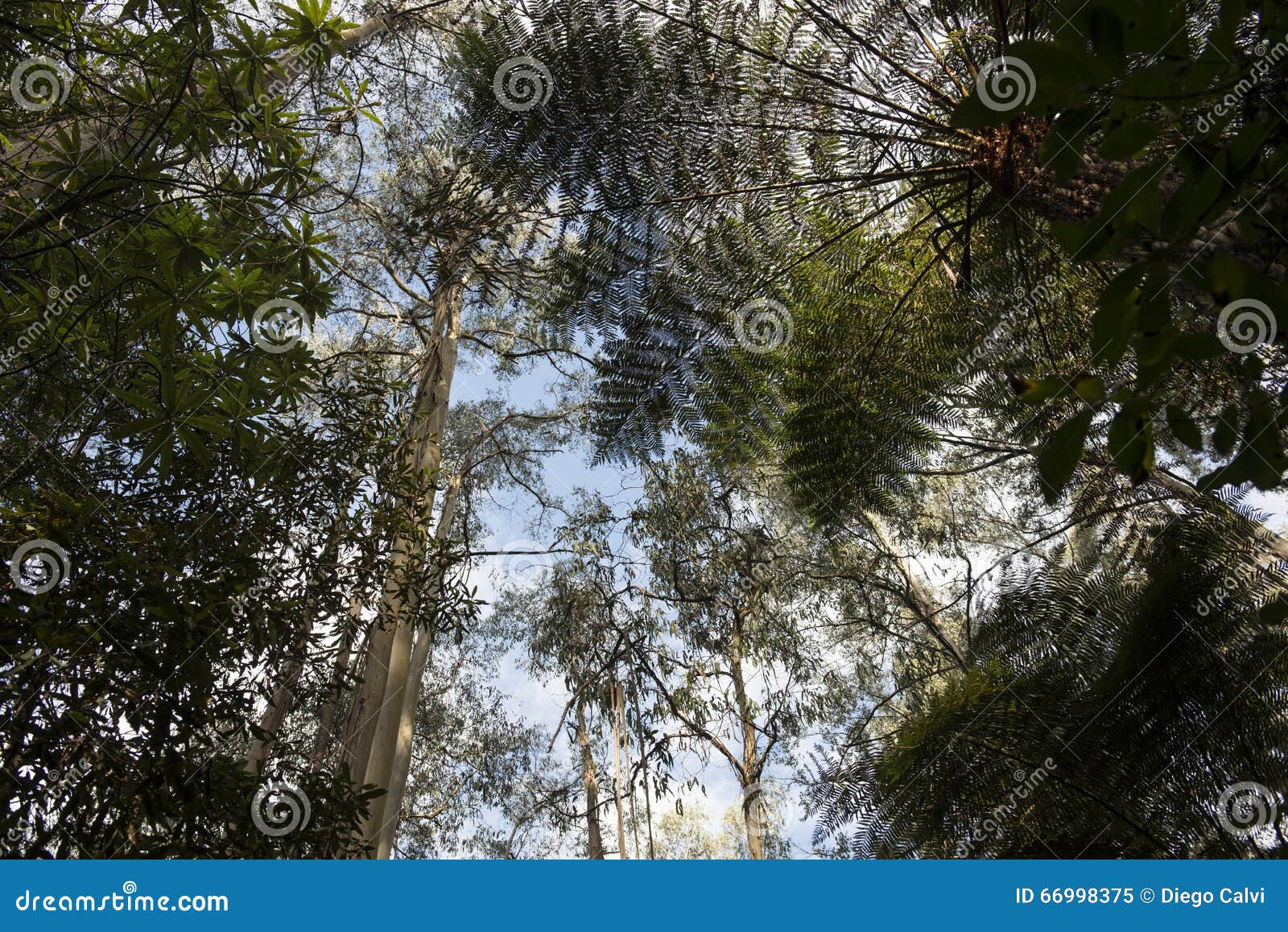 Treetops in a Forest. Australia Stock Image - Image of landmark ...