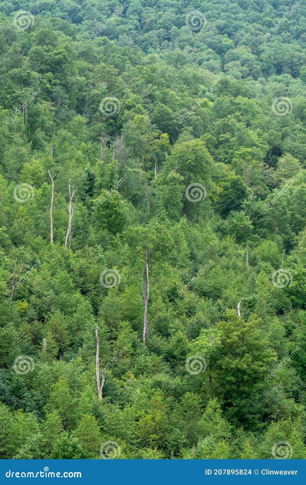 Treetops in the Forest stock photo. Image of outdoors - 207895824