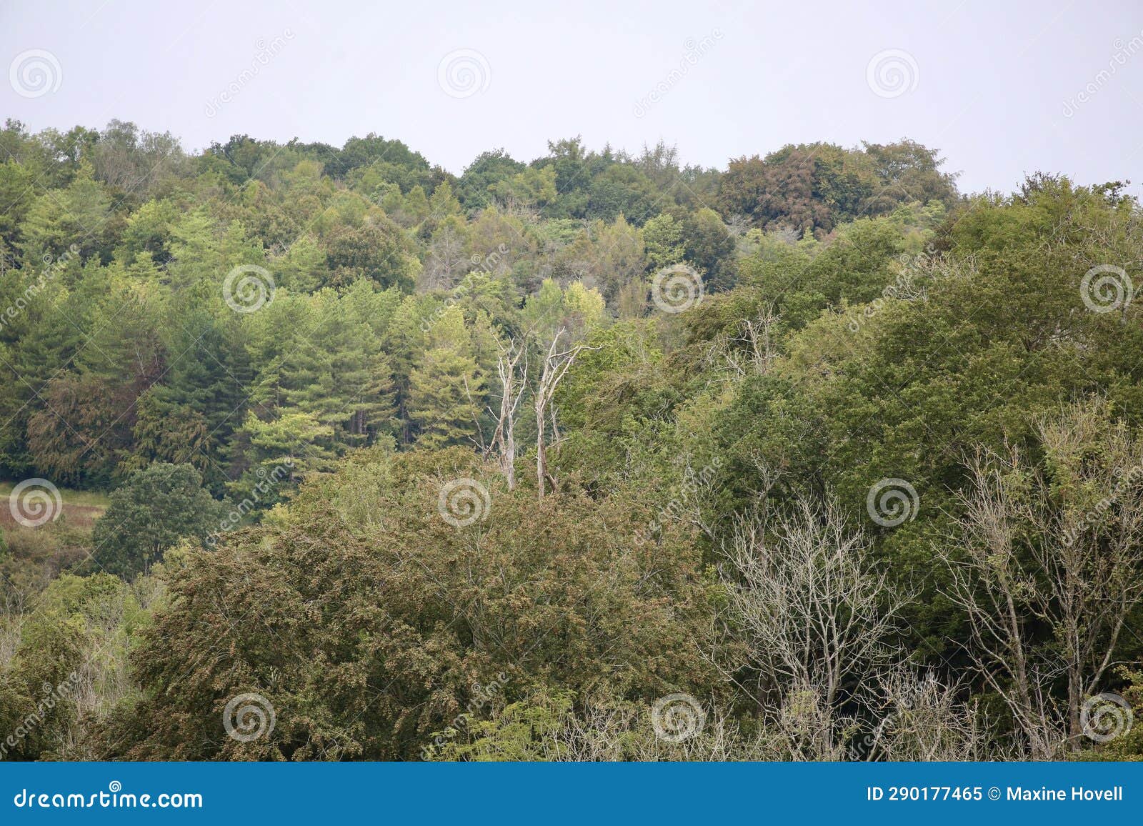 Treetops in the forest stock image. Image of nature - 290177465