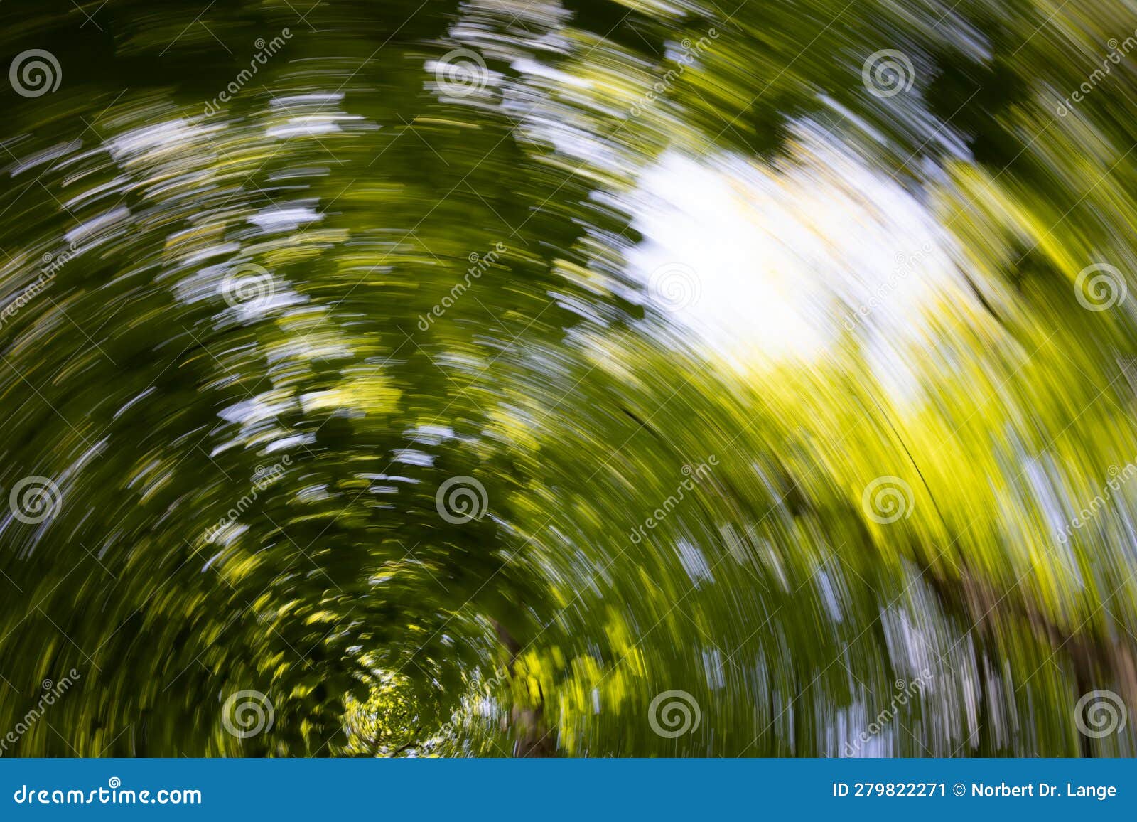 Treetops in the Forest Spin Stock Image - Image of spinning, drugs ...