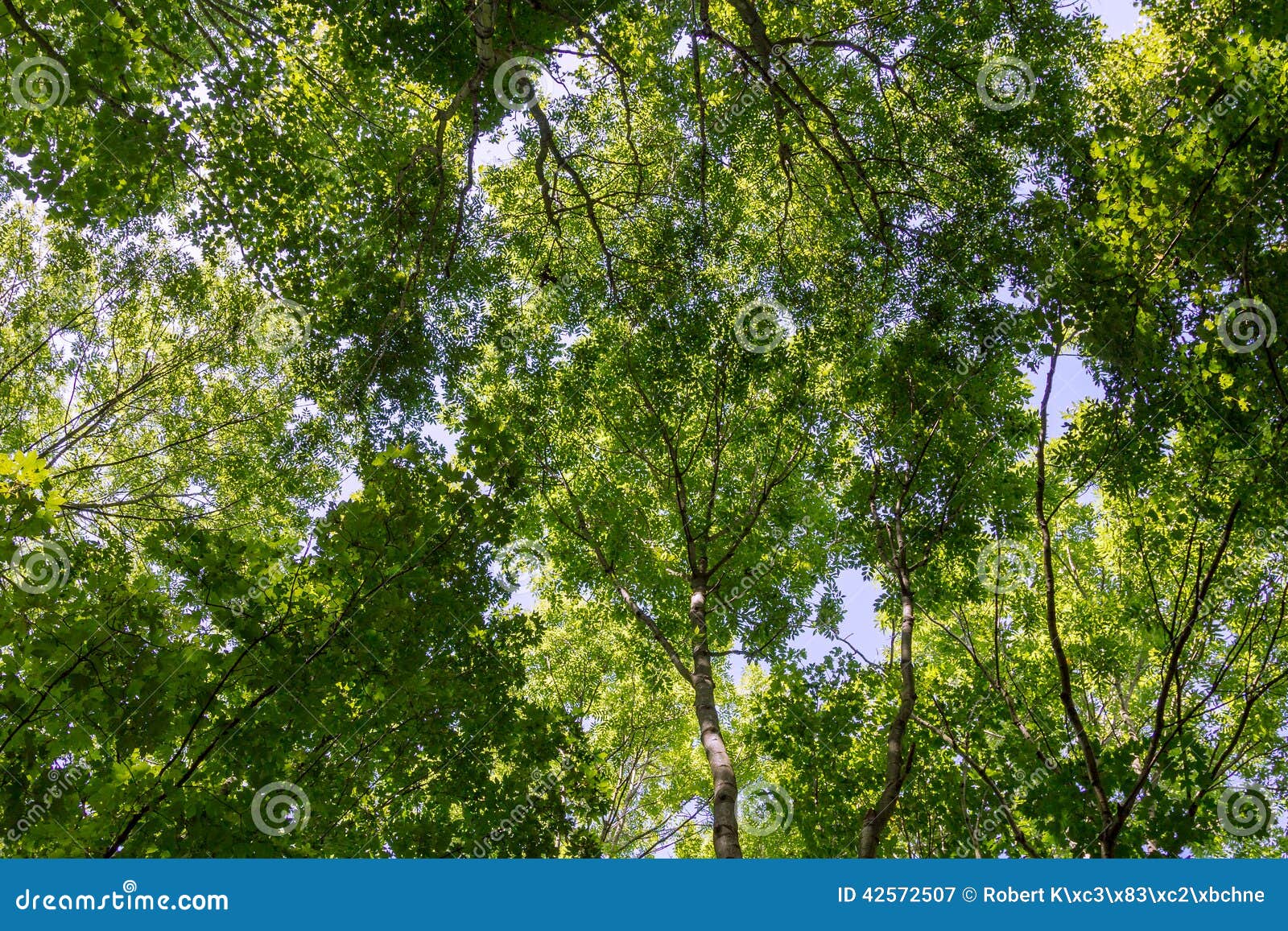 Treetops stock image. Image of tree, sunlight, looking - 42572507
