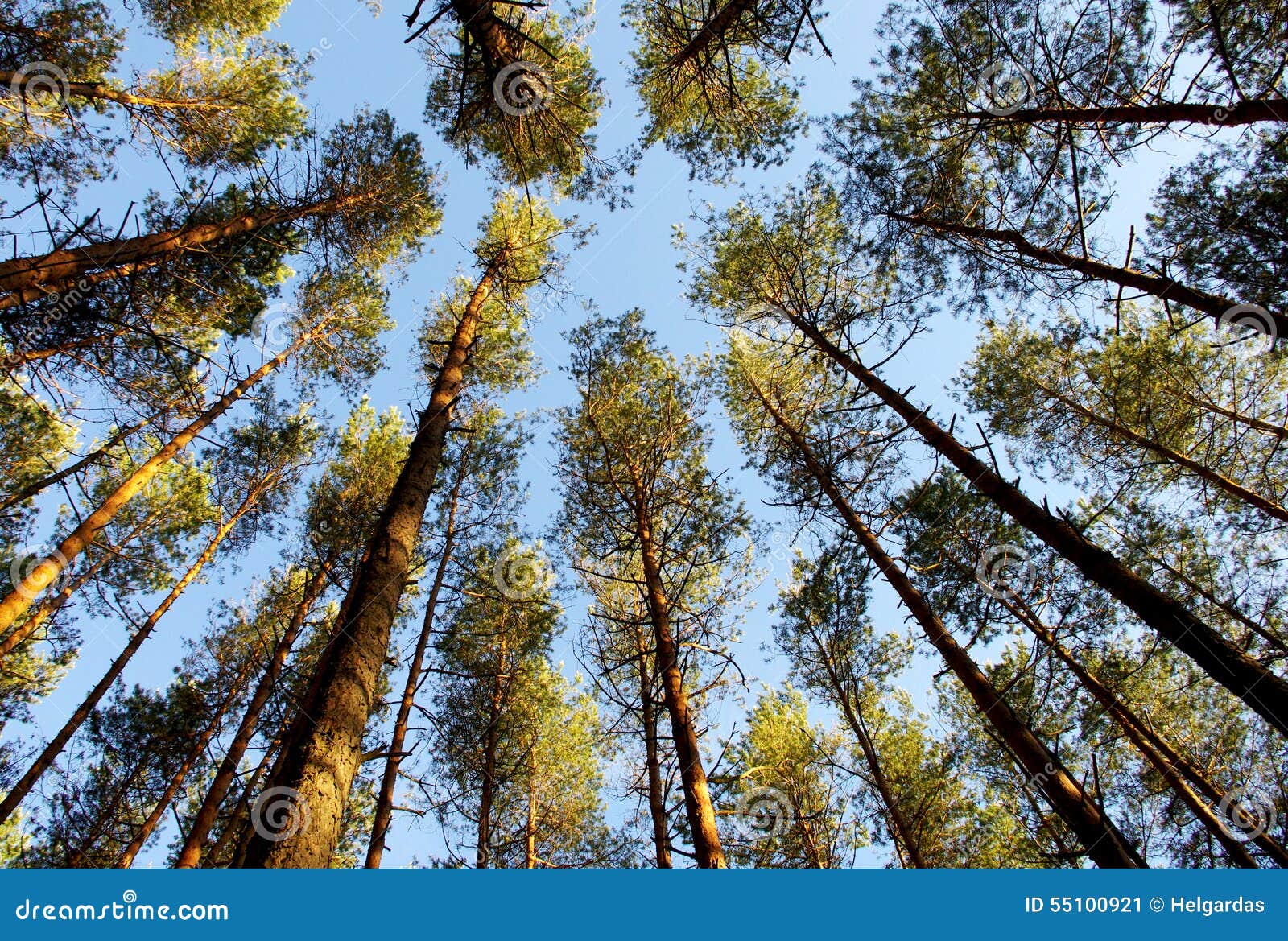 Treetops stock image. Image of natural, forest, landscape - 55100921