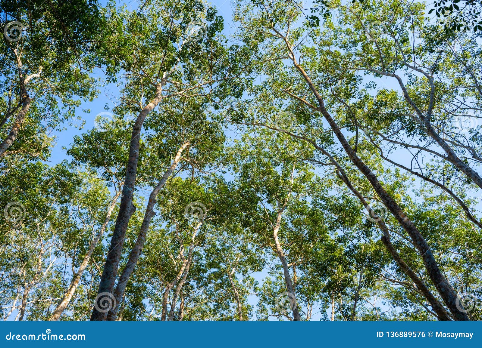 Treetops of High Tree in Garden Stock Photo - Image of park, tree ...