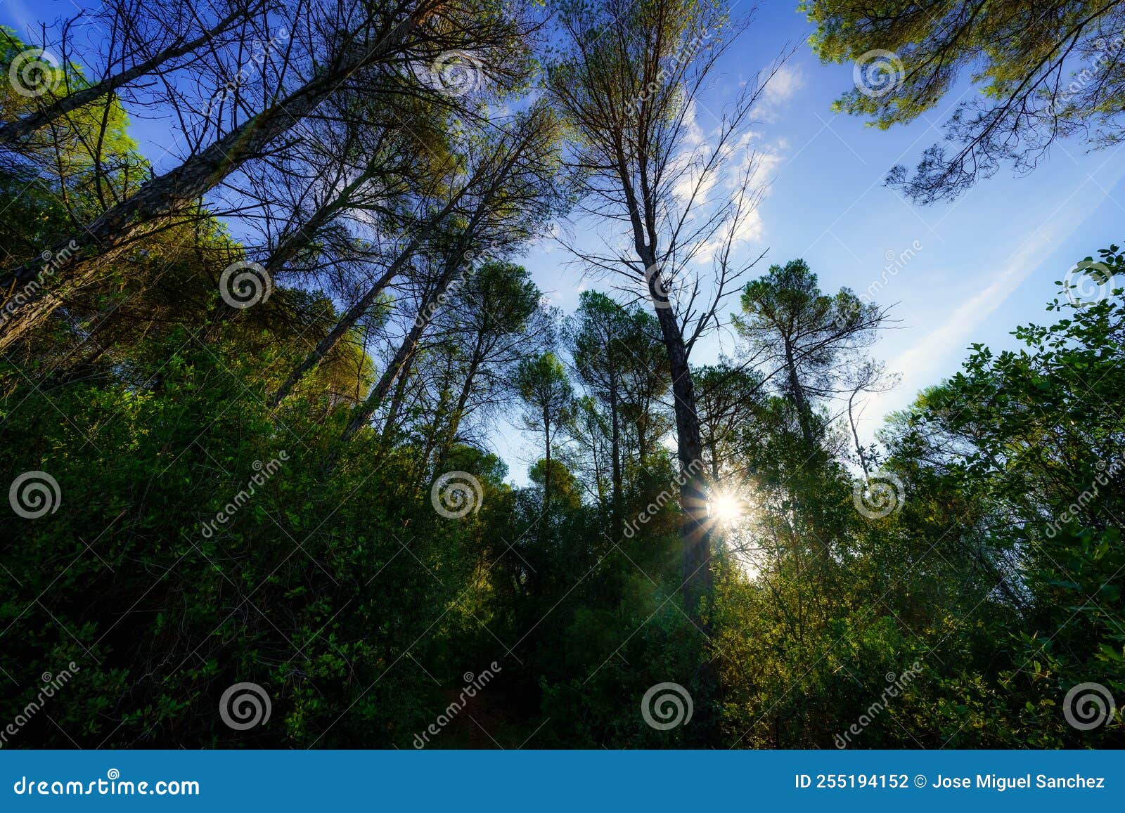 Treetops in a Leafy Forest Clearing and the Sun S Rays Coming through ...