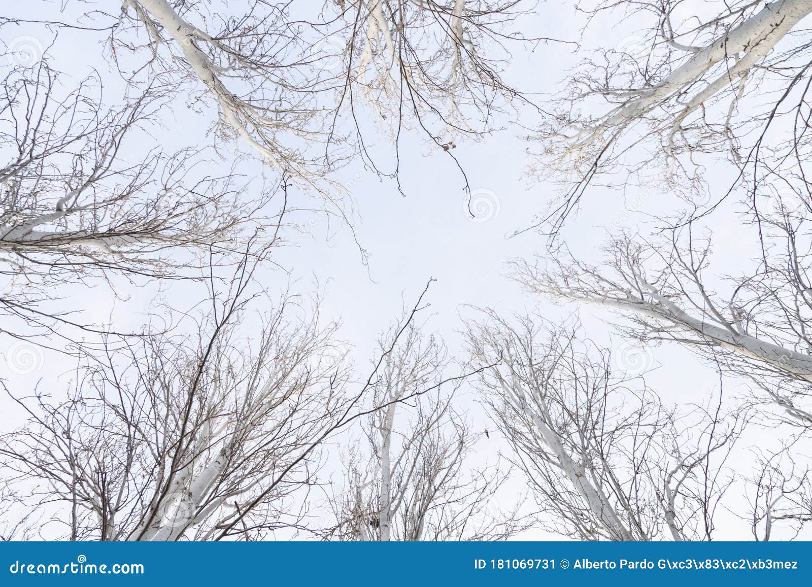 Treetops without Leaves Seen from Below Stock Image - Image of black ...