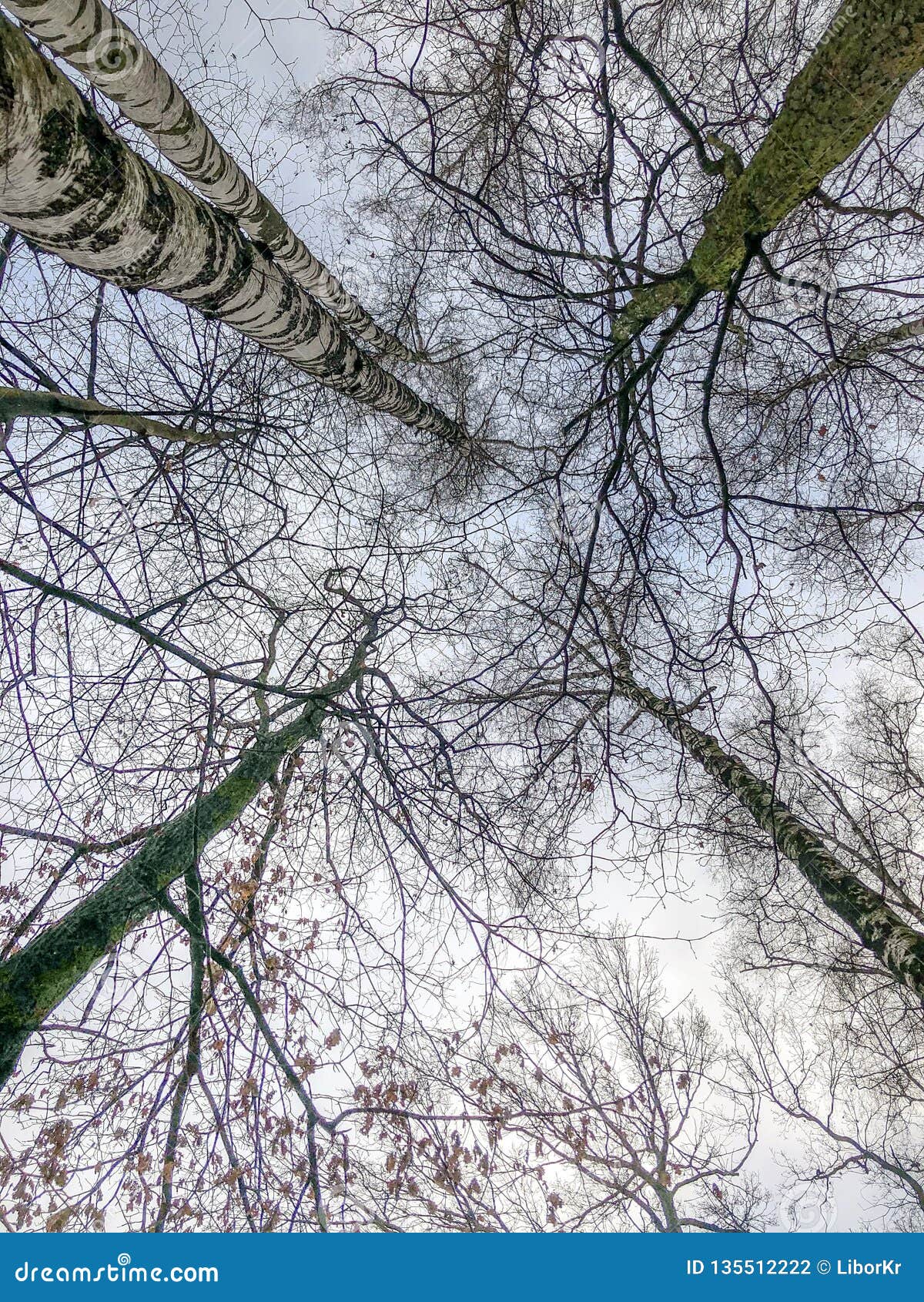 Treetops stock photo. Image of treetops, forest, nature - 135512222