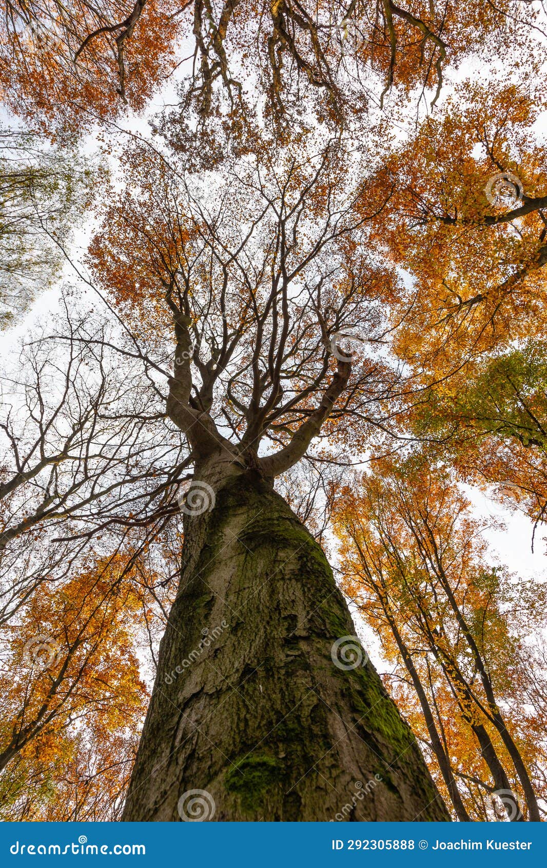Treetops seen from below stock photo. Image of autumn - 292305888