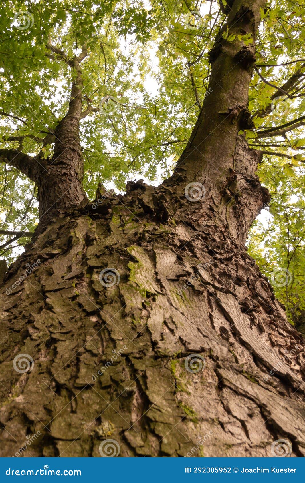 Treetops seen from below stock photo. Image of nature - 292305952