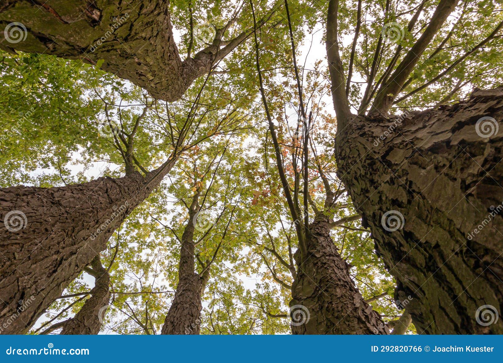 Treetops seen from below stock photo. Image of countryside - 292820766