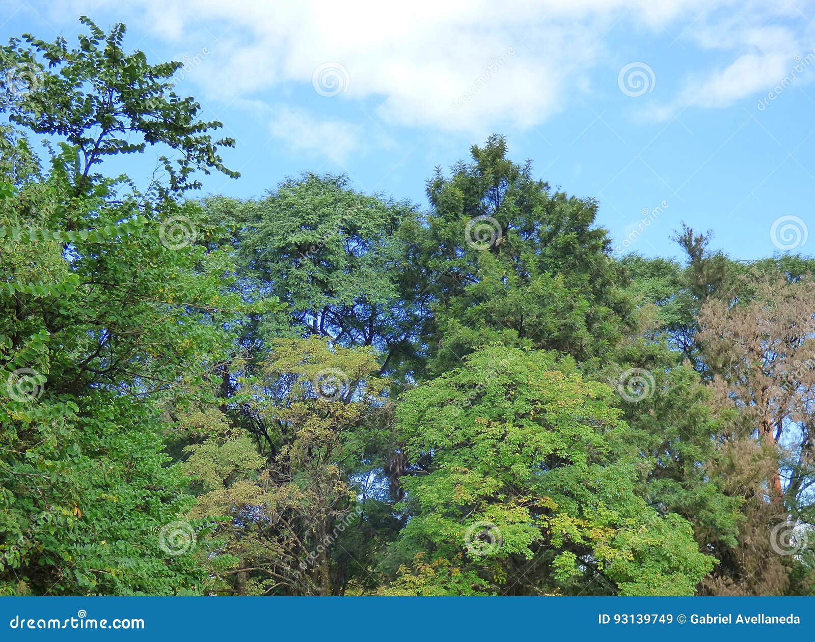 Treetops stock image. Image of flora, beautiful, scenery - 93139749
