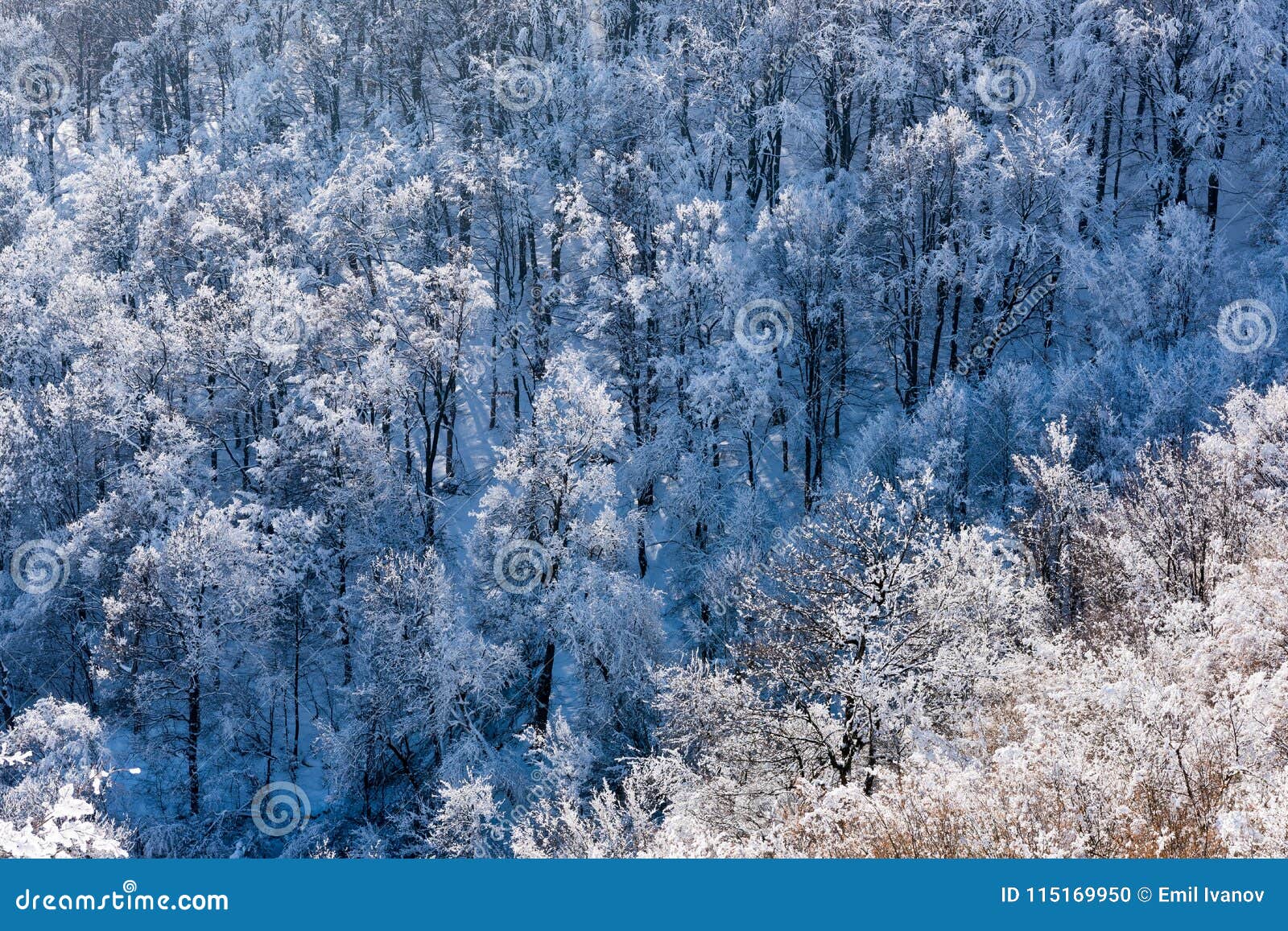 Treetops of Snow Covered Deciduous Forest, Wintertime Stock Photo ...