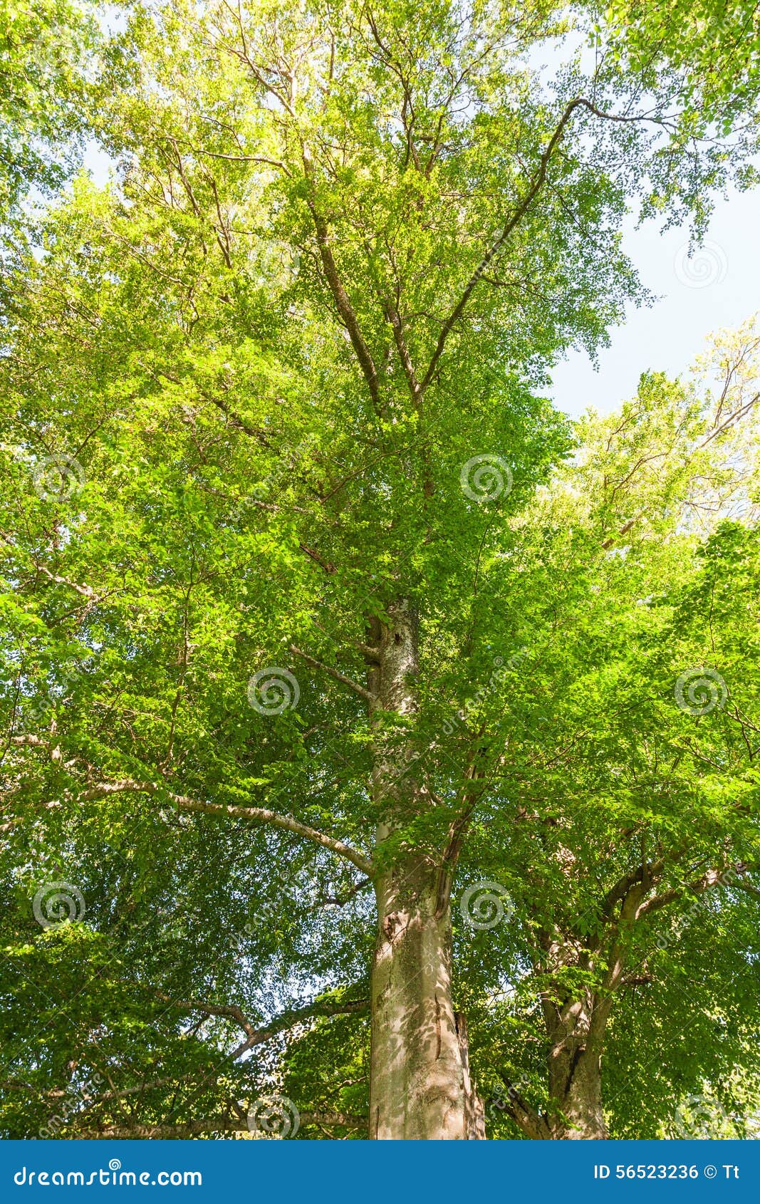 Treetops in spring forest stock photo. Image of summer - 56523236