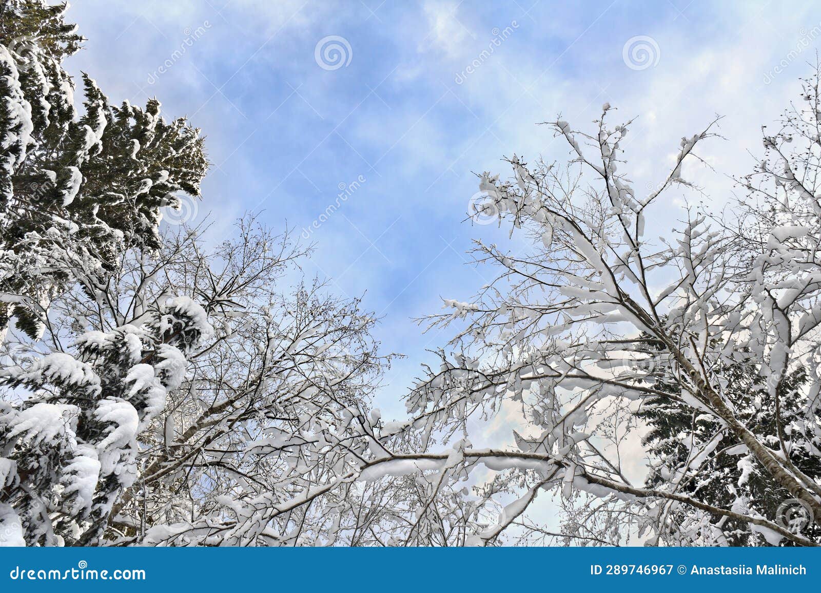 Treetops and Spruce in Winter Forest Covered in Snow on Background Blue ...