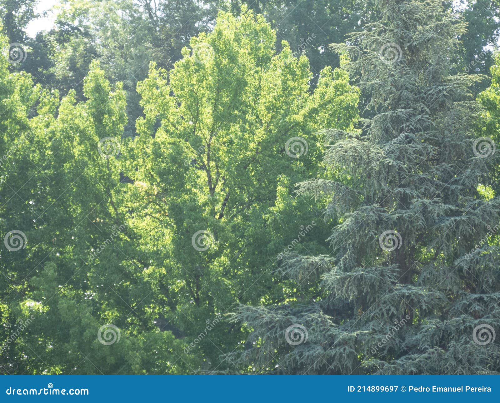 Treetops of Subties Differences in Shade and Intensity of Green Color ...