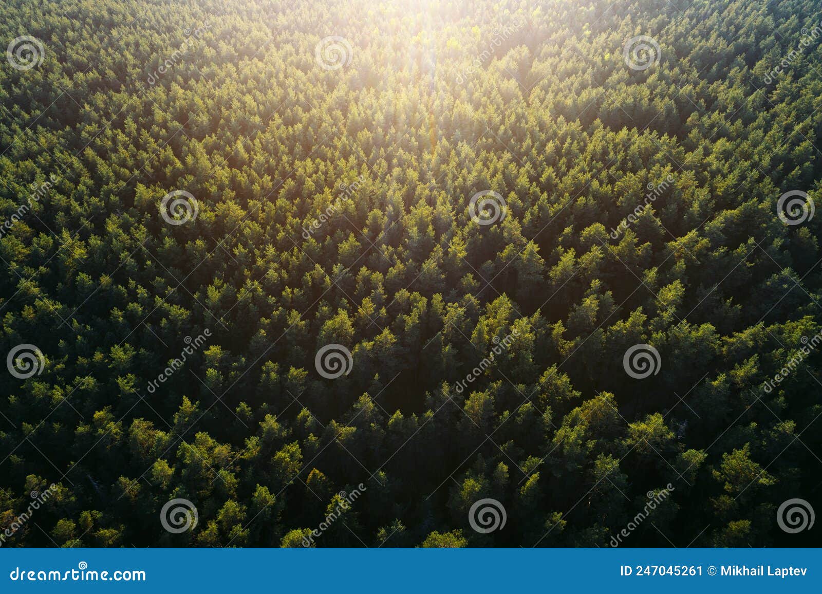 Treetops at sunset stock image. Image of nature, ecology - 247045261