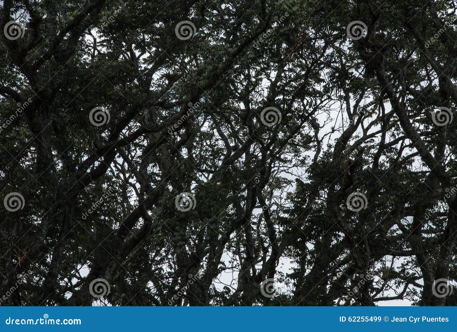 Treetops stock image. Image of occult, entangled, branches - 62255499