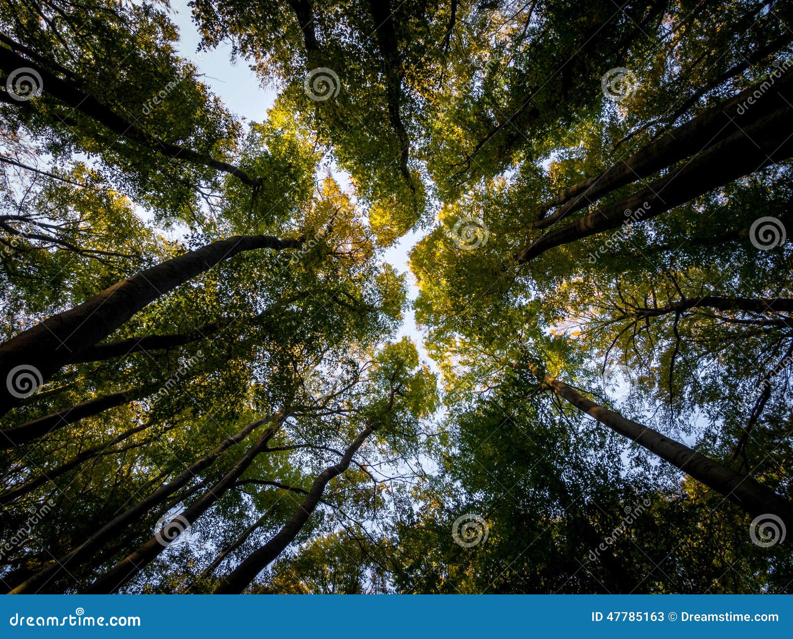 Treetops stock image. Image of summer, woods, center - 47785163