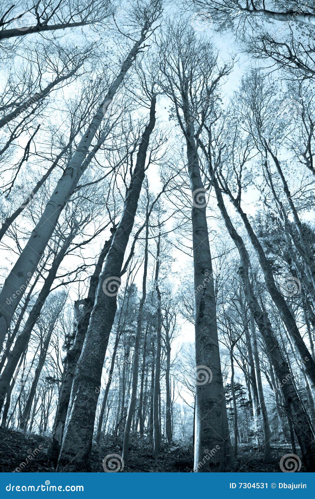 Treetops and trunks stock image. Image of complexity, trunk - 7304531