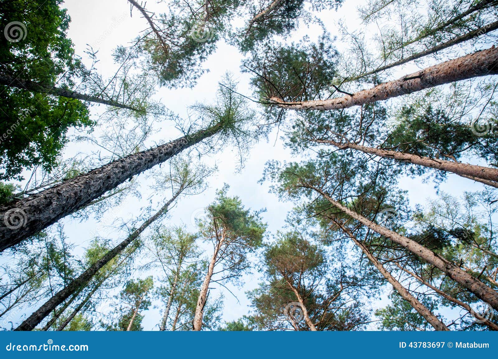 Treetops View with Perspective Stock Image - Image of tree, treetops ...