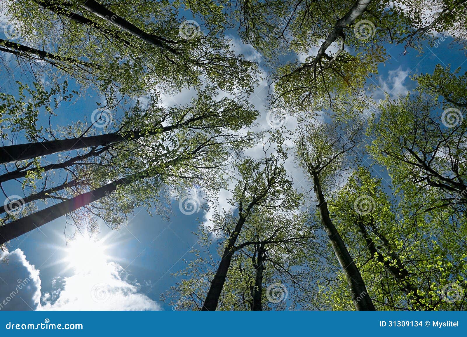 Treetops stock photo. Image of spring, lumber, blue, environmental ...