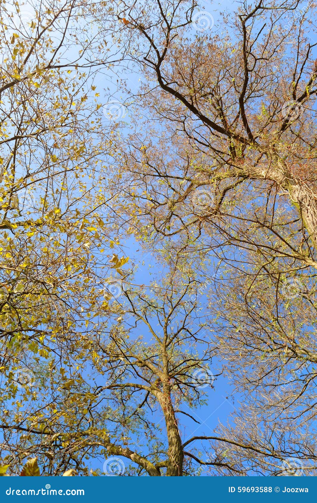 Treetops stock photo. Image of outdoors, branch, angle - 59693588