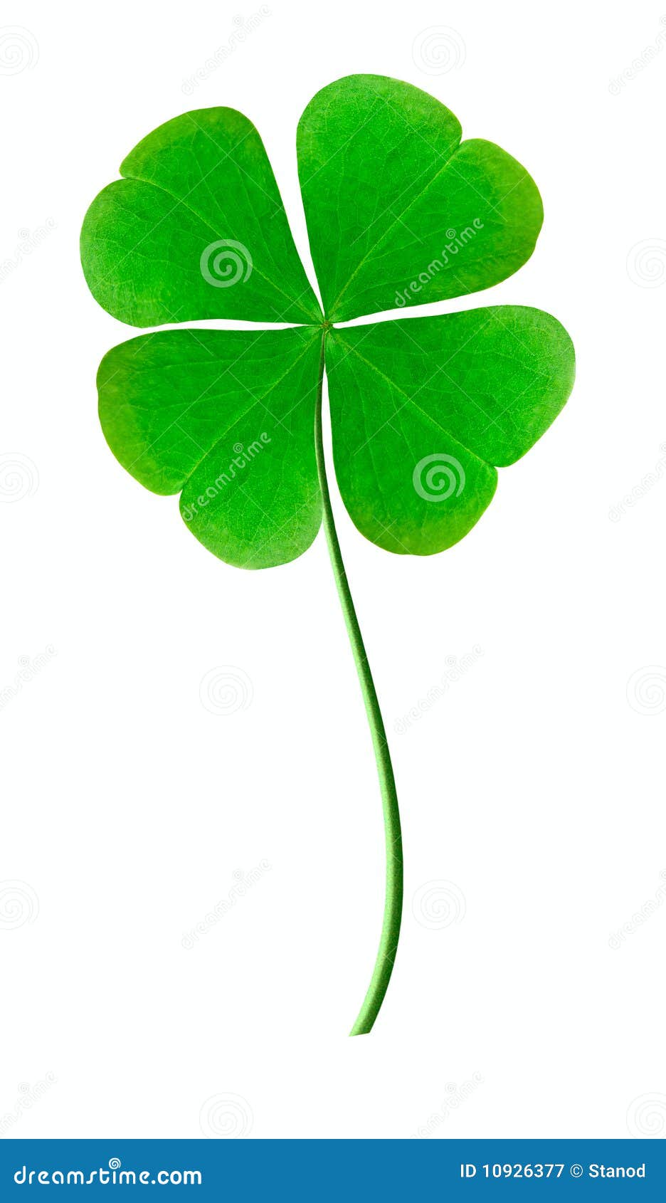 Trefoil stock image. Image of green, shamrock, symbol - 10926377
