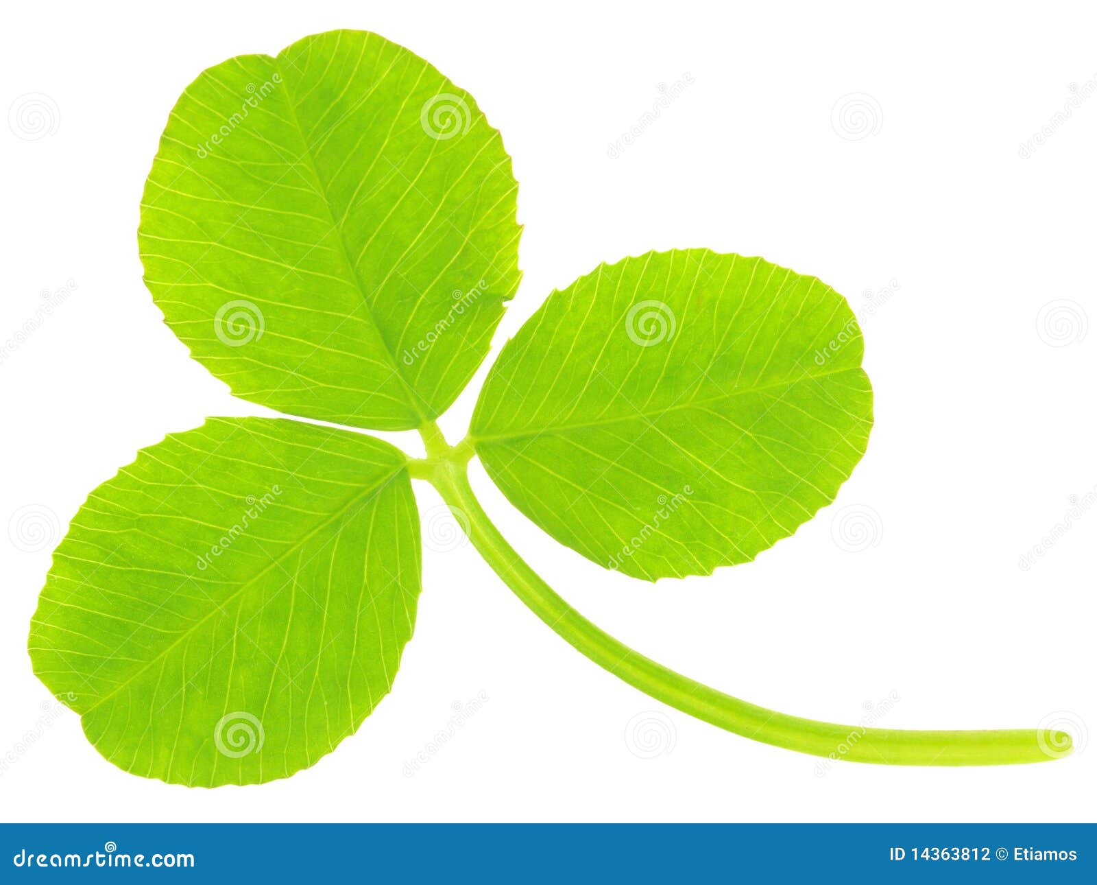 Trefoil stock photo. Image of piece, isolated, flora - 14363812