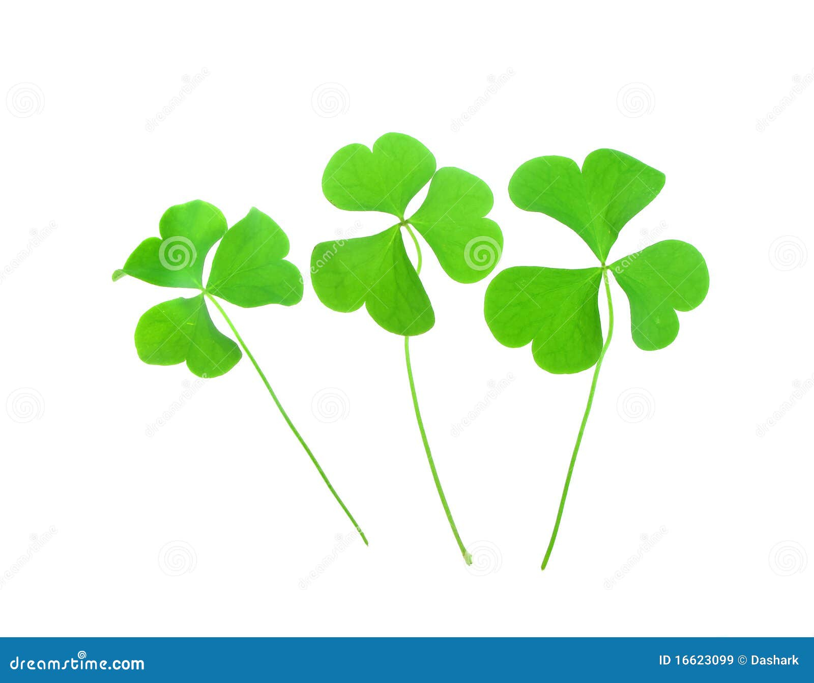Trefoil stock image. Image of herb, lucky, grass, drop - 16623099