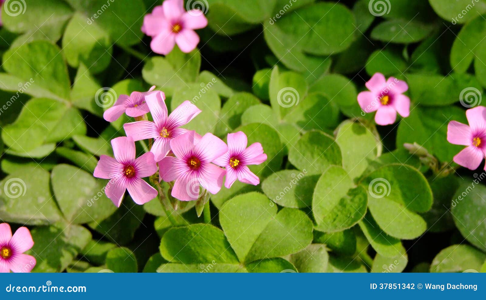 Trefoil stock photo. Image of flower, garden, natural - 37851342