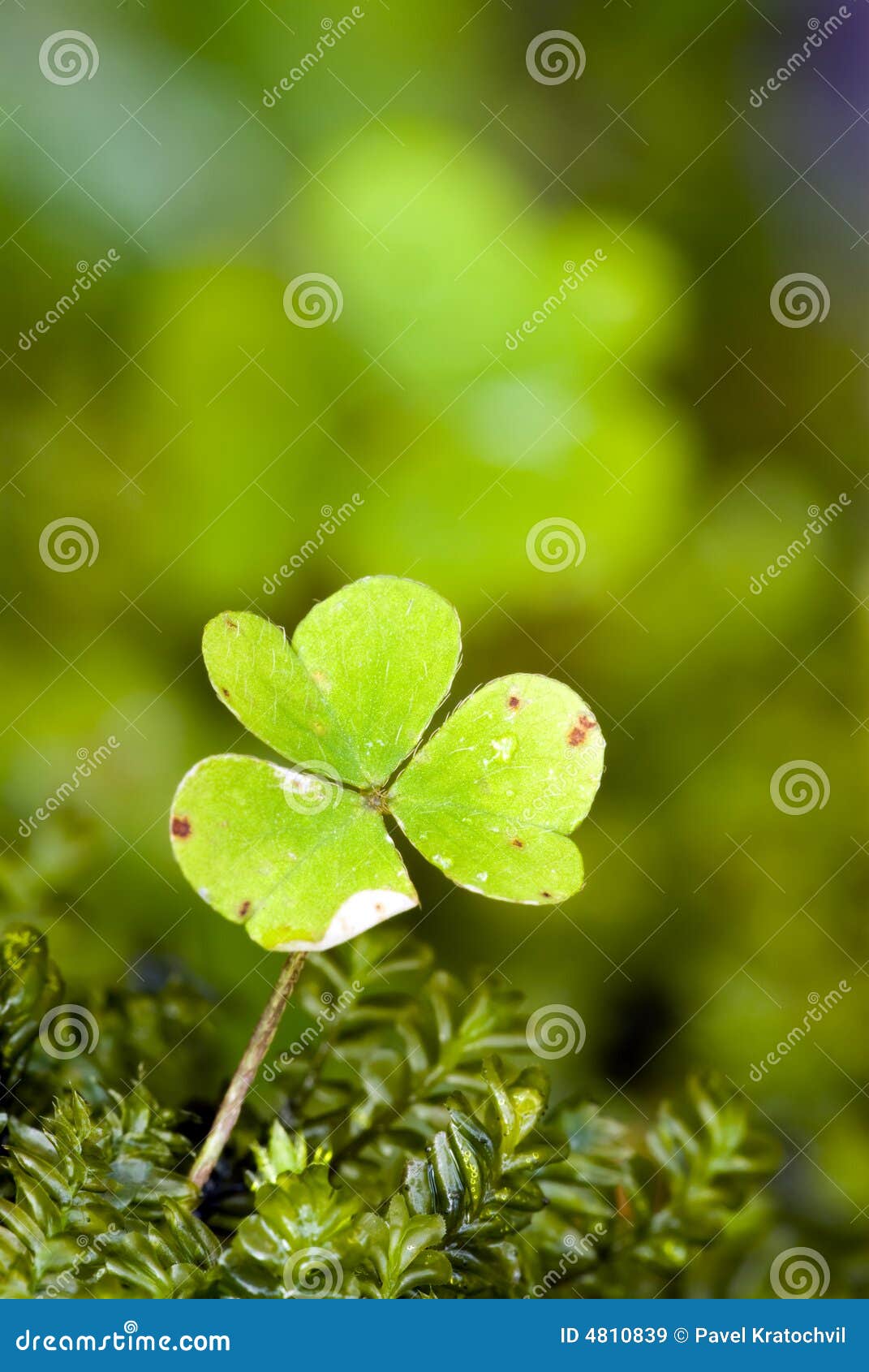 Trefoil stock image. Image of trio, lovely, looking, plants - 4810839