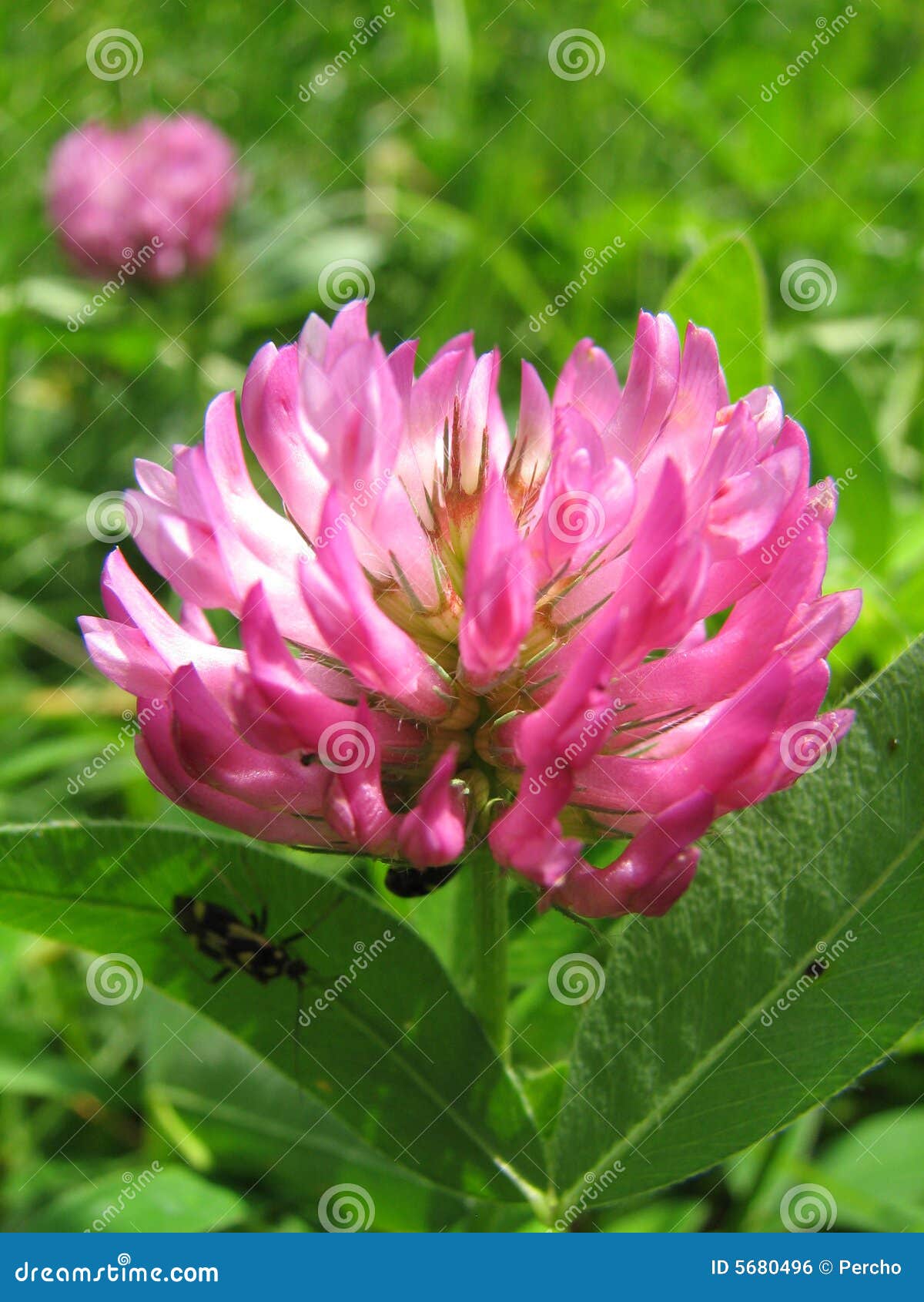 Trefoil stock photo. Image of trefoil, park, plant, macro - 5680496