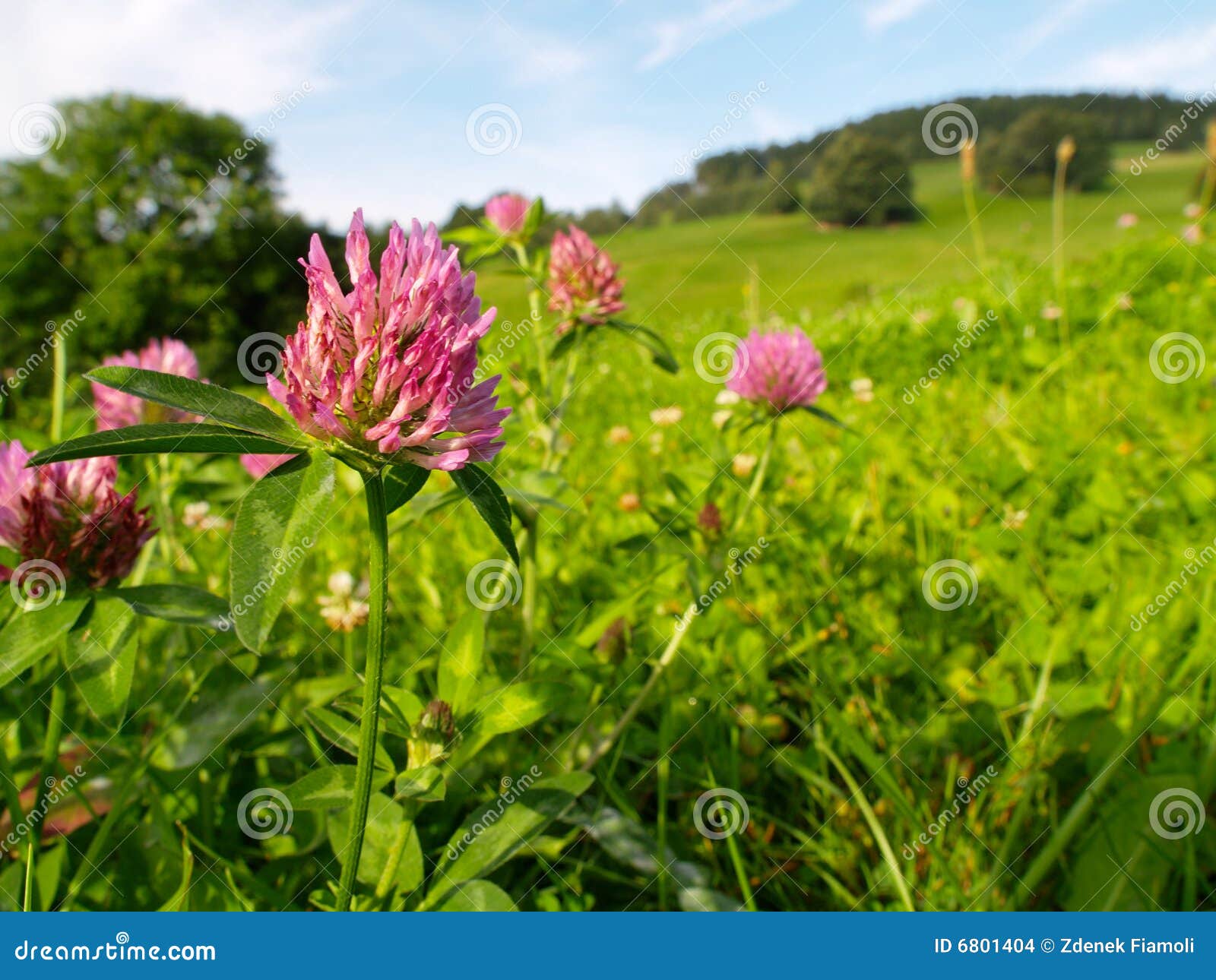 The trefoil stock photo. Image of land, highland, czech - 6801404