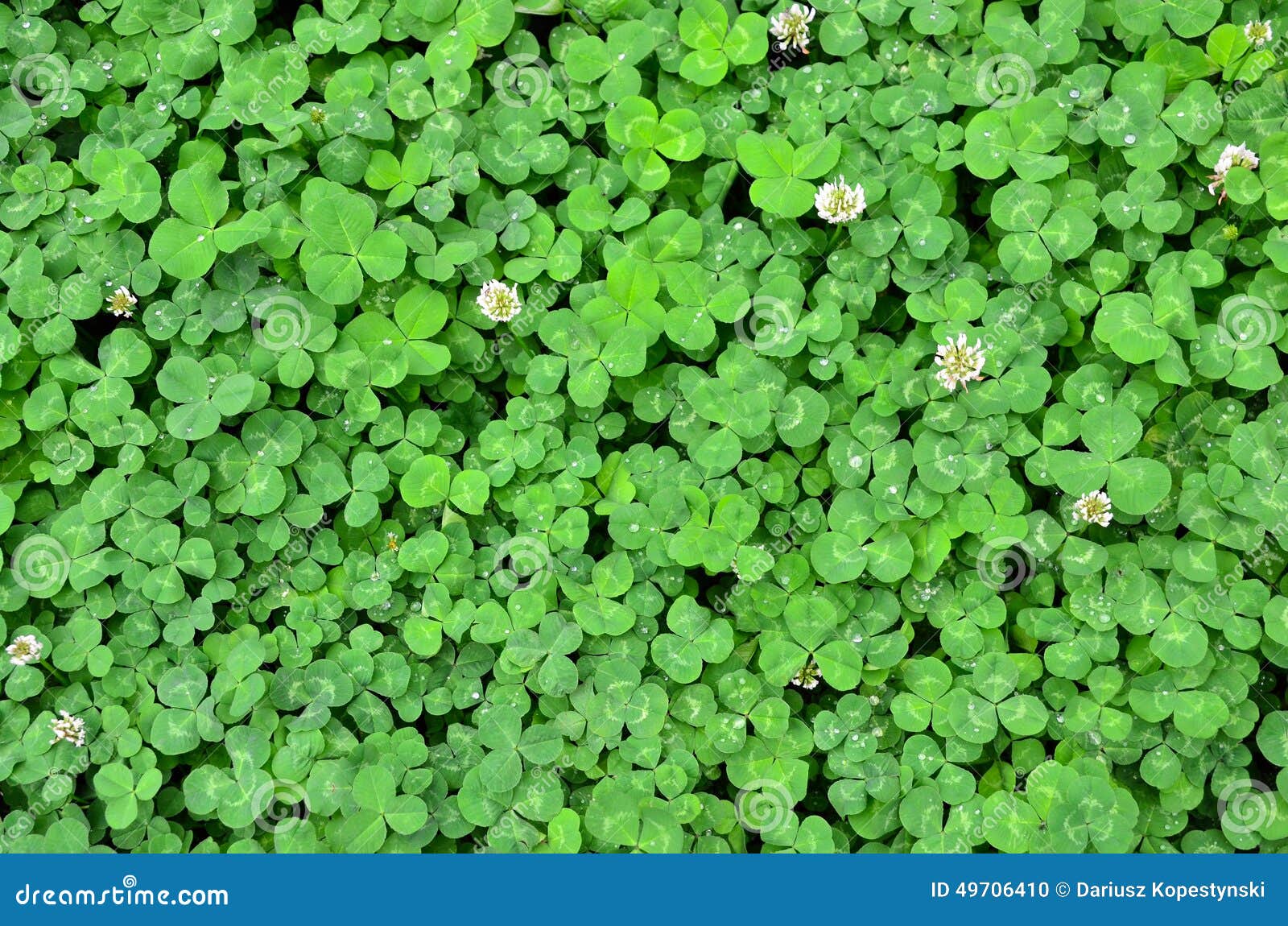TREFOIL background stock photo. Image of green, grass - 49706410