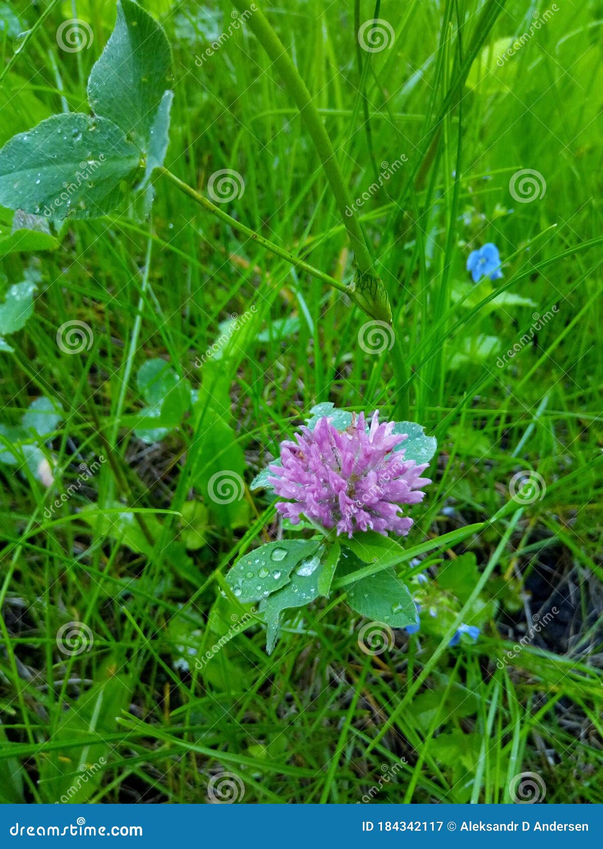 Trefoil Clover with Dew Drops on a Garden Glade Stock Image - Image of ...