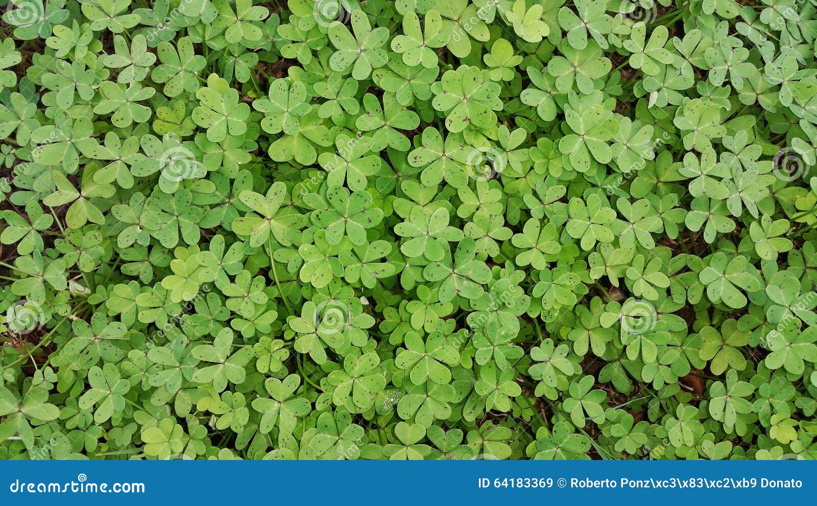 A trefoil texture stock image. Image of leaves, greenery - 64183369