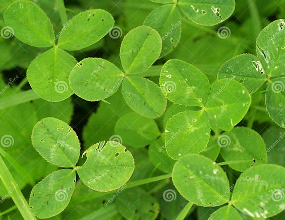Trefoils stock photo. Image of background, grass, green - 11304132