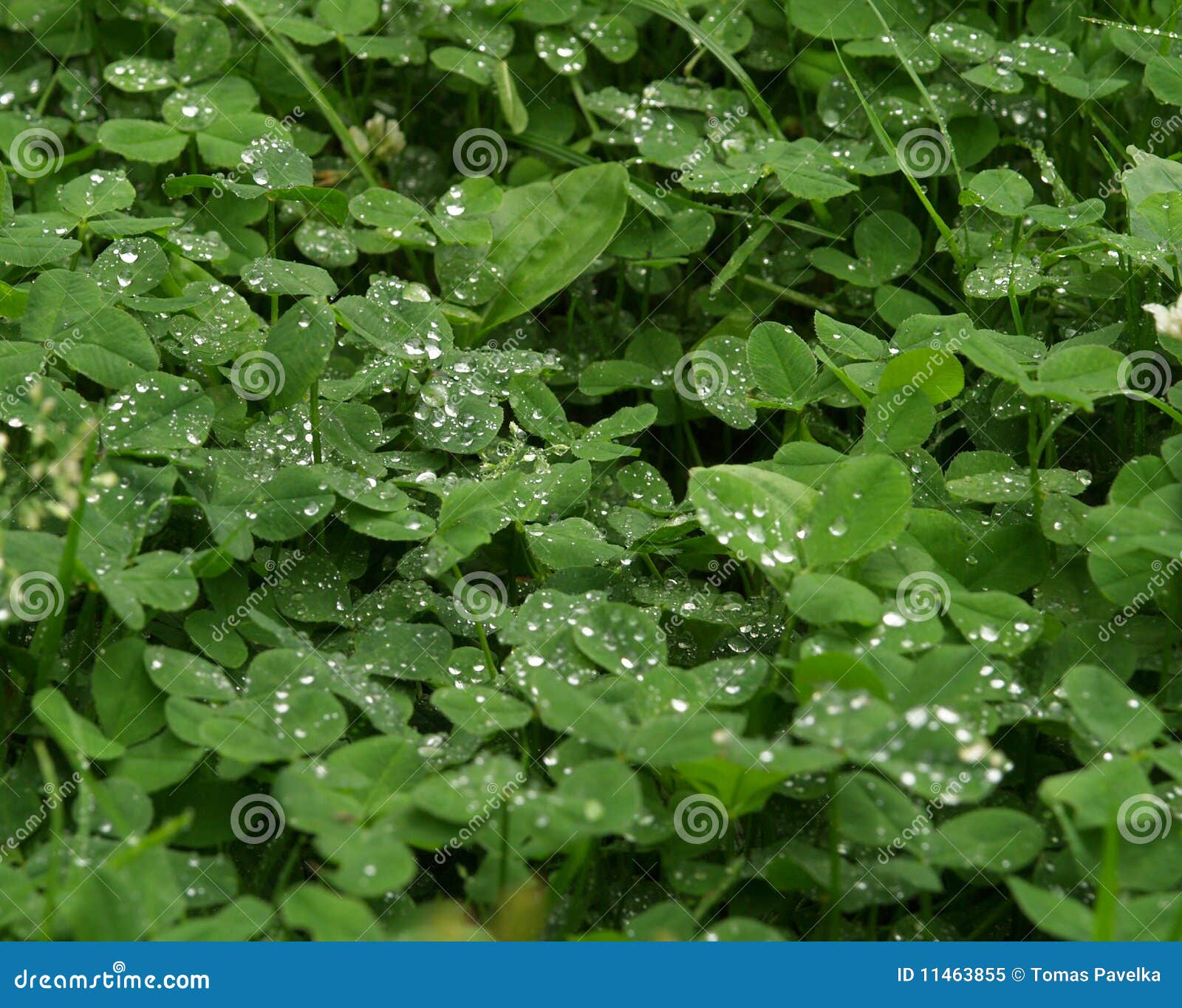 Trefoils stock image. Image of detail, water, trefoil - 11463855