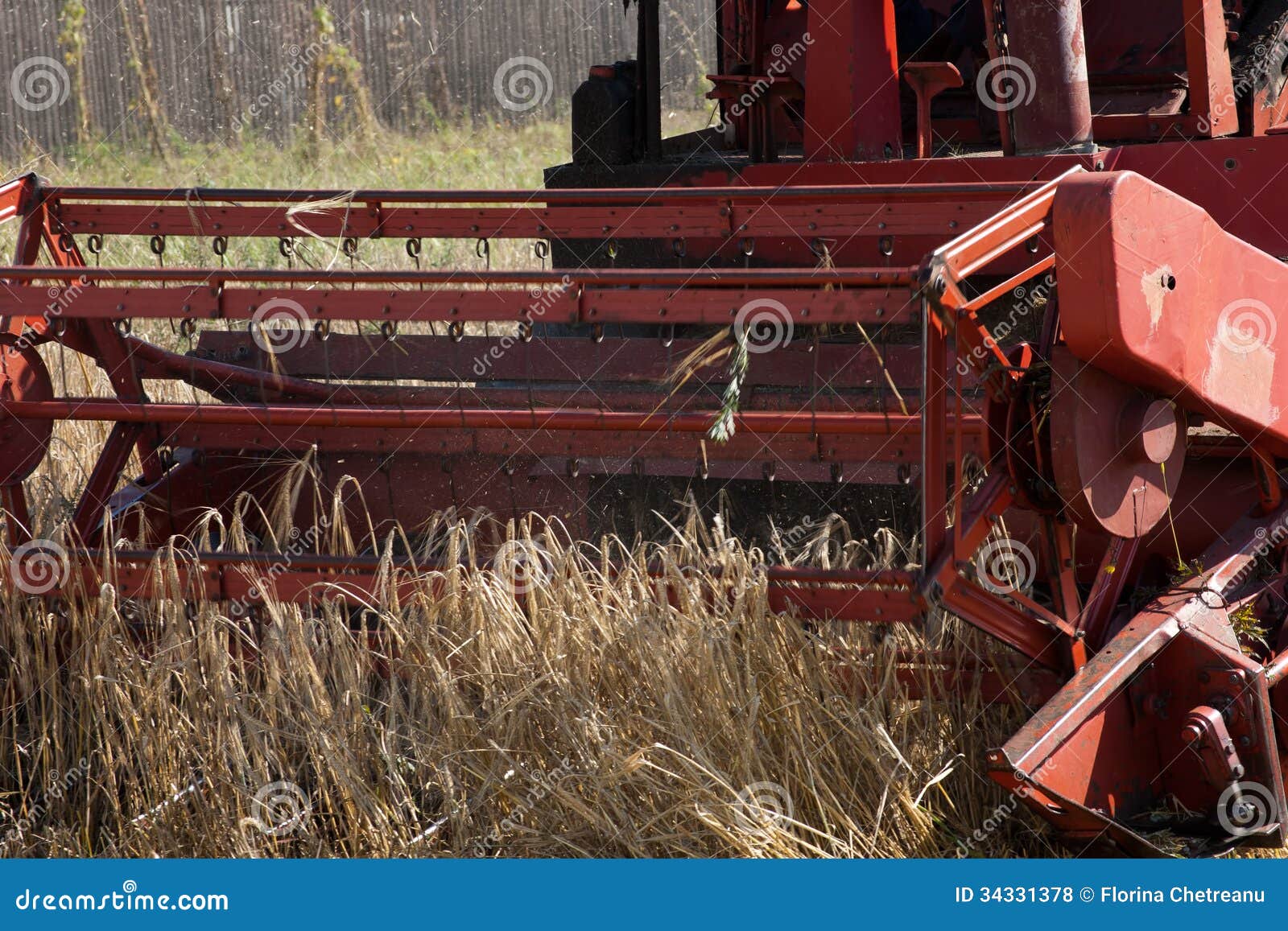 Treierand Threshing Grain on the Field Stock Photo - Image of ...