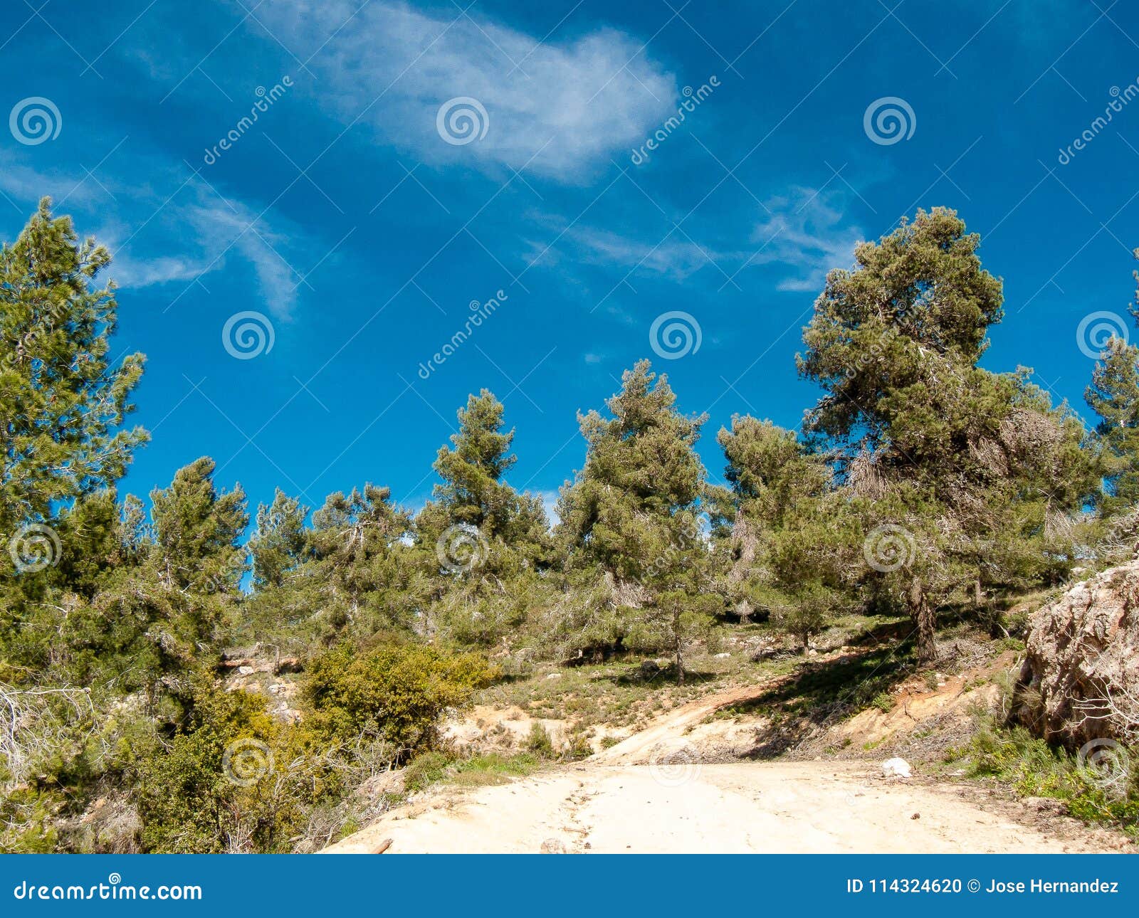 Trek in Israel stock photo. Image of israel, flower - 114324620