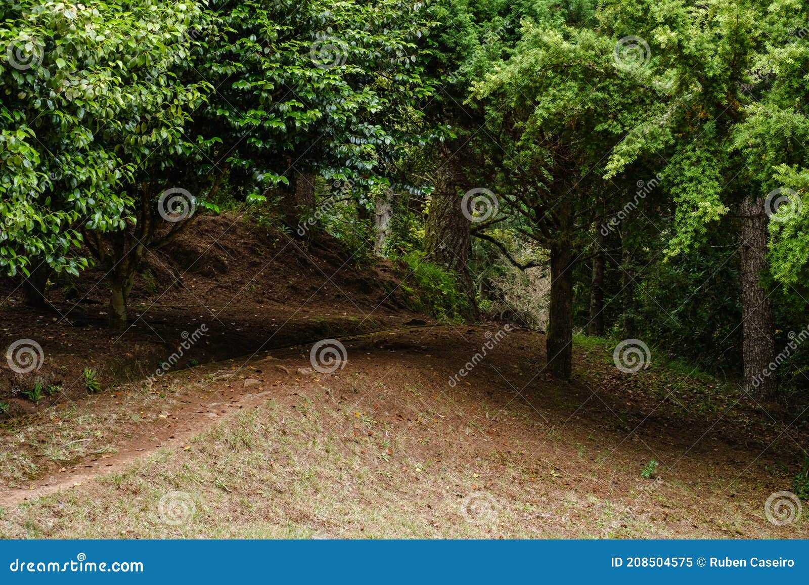 Trek path in the woods stock image. Image of discovering - 208504575