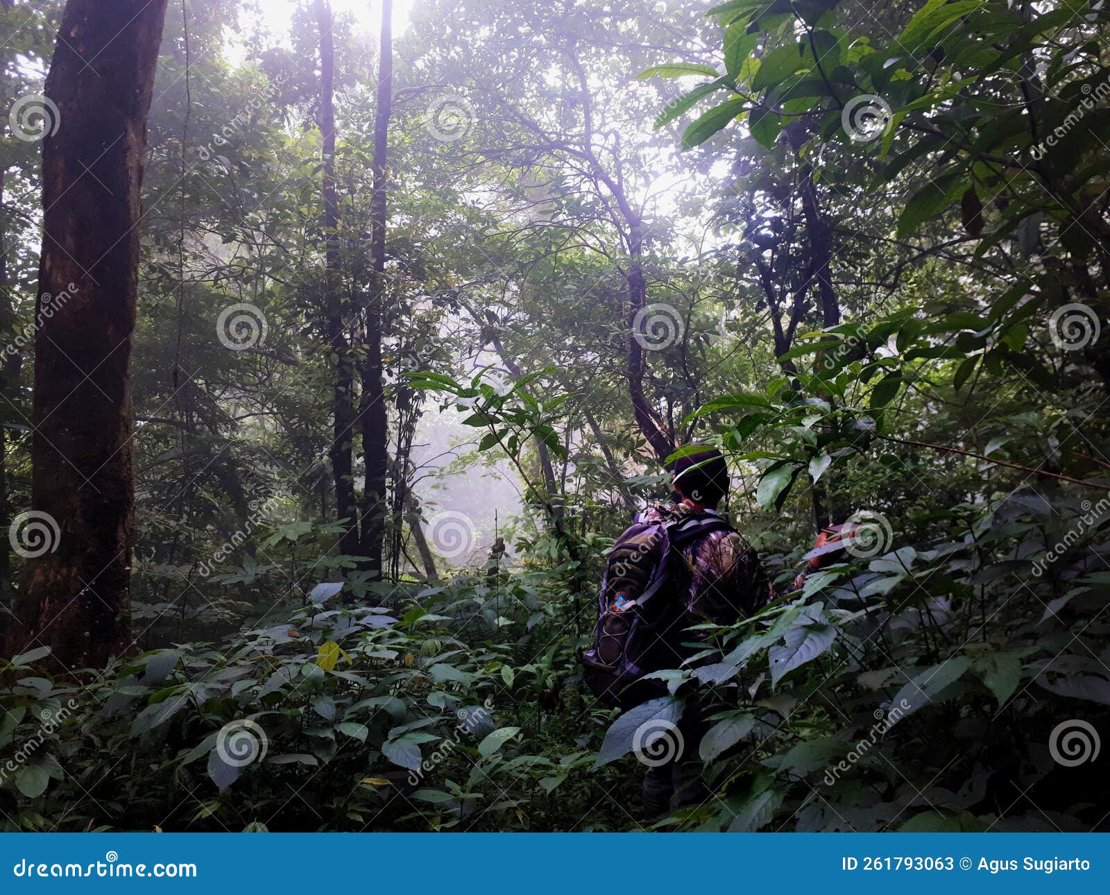 Trekking at Deep Rain Forest Stock Image - Image of trail, deep: 261793063