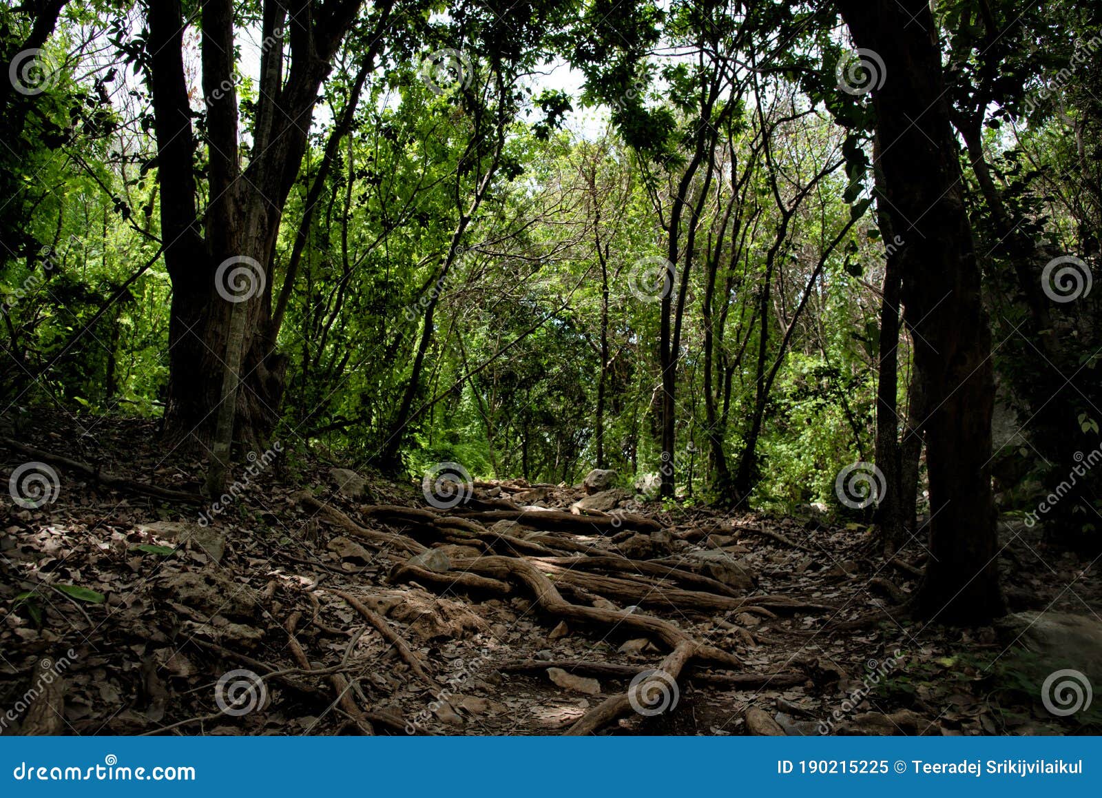 Trekking Path and Large Root of Trees in the Forest Stock Image - Image ...