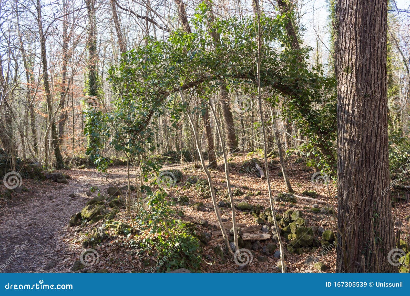 Trekking Path in Woods with Hanging Branches Stock Image - Image of ...