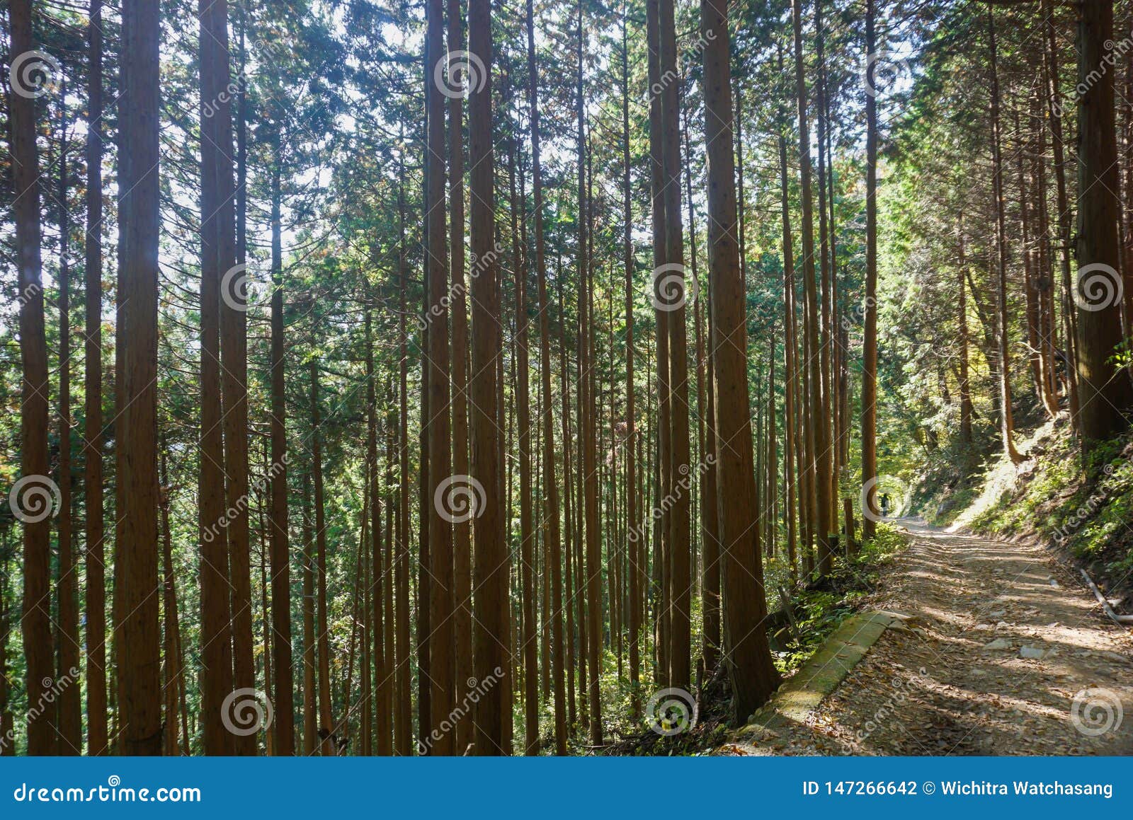 Trekking Trails Along the Coniferous Tree in the Forest at Mitake in ...