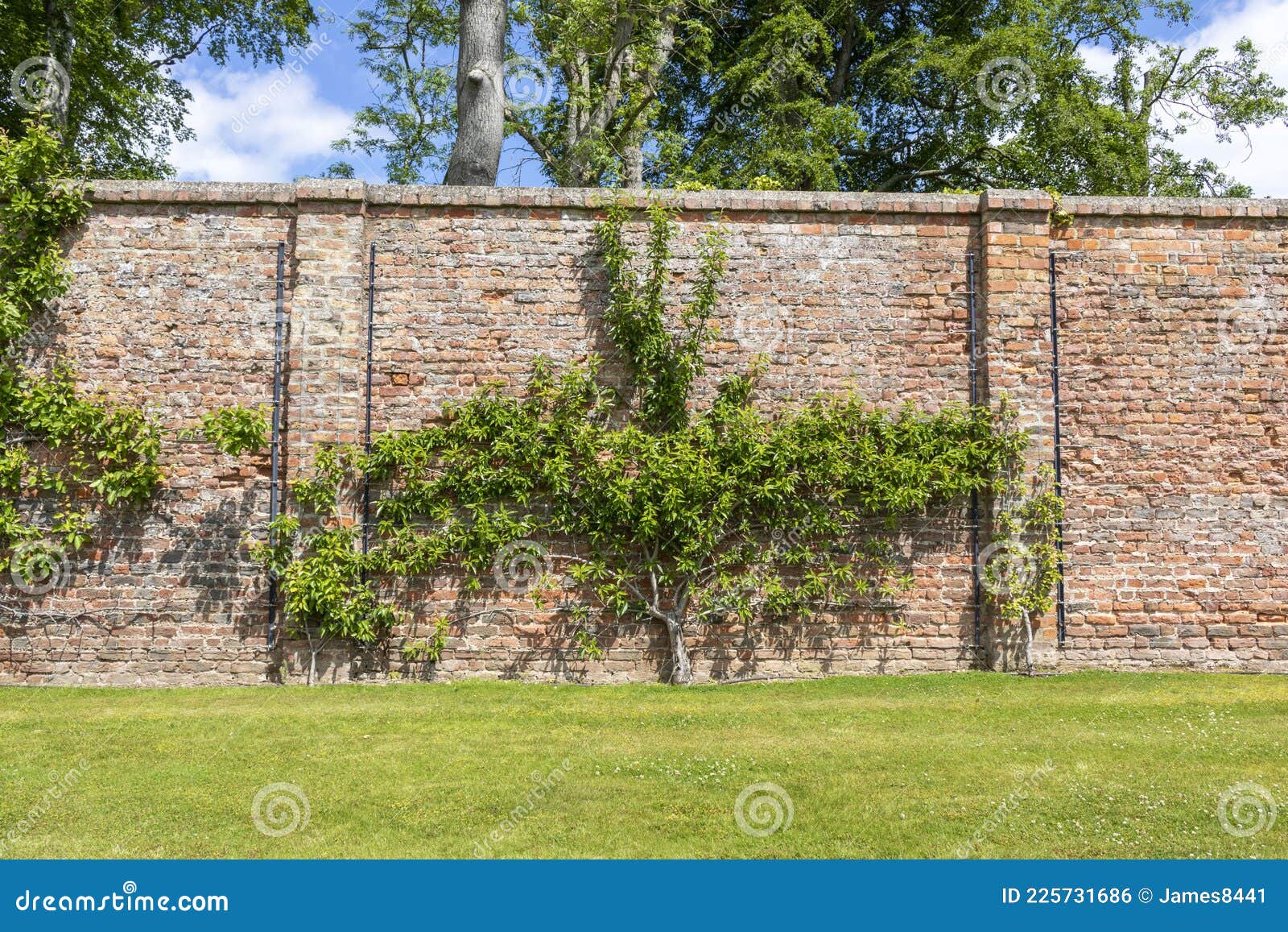 Trellis apple trees stock photo. Image of wall, gardening - 225731686