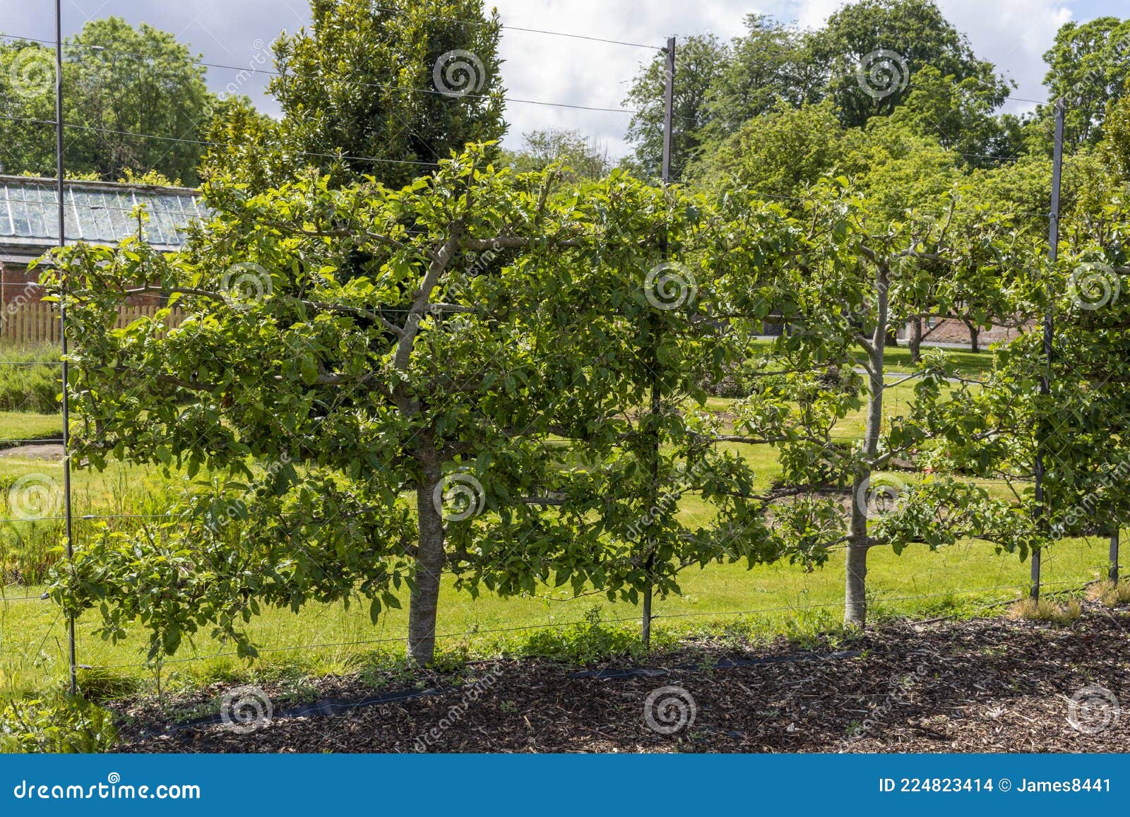 Trellis apple trees stock photo. Image of apple, trees - 224823414
