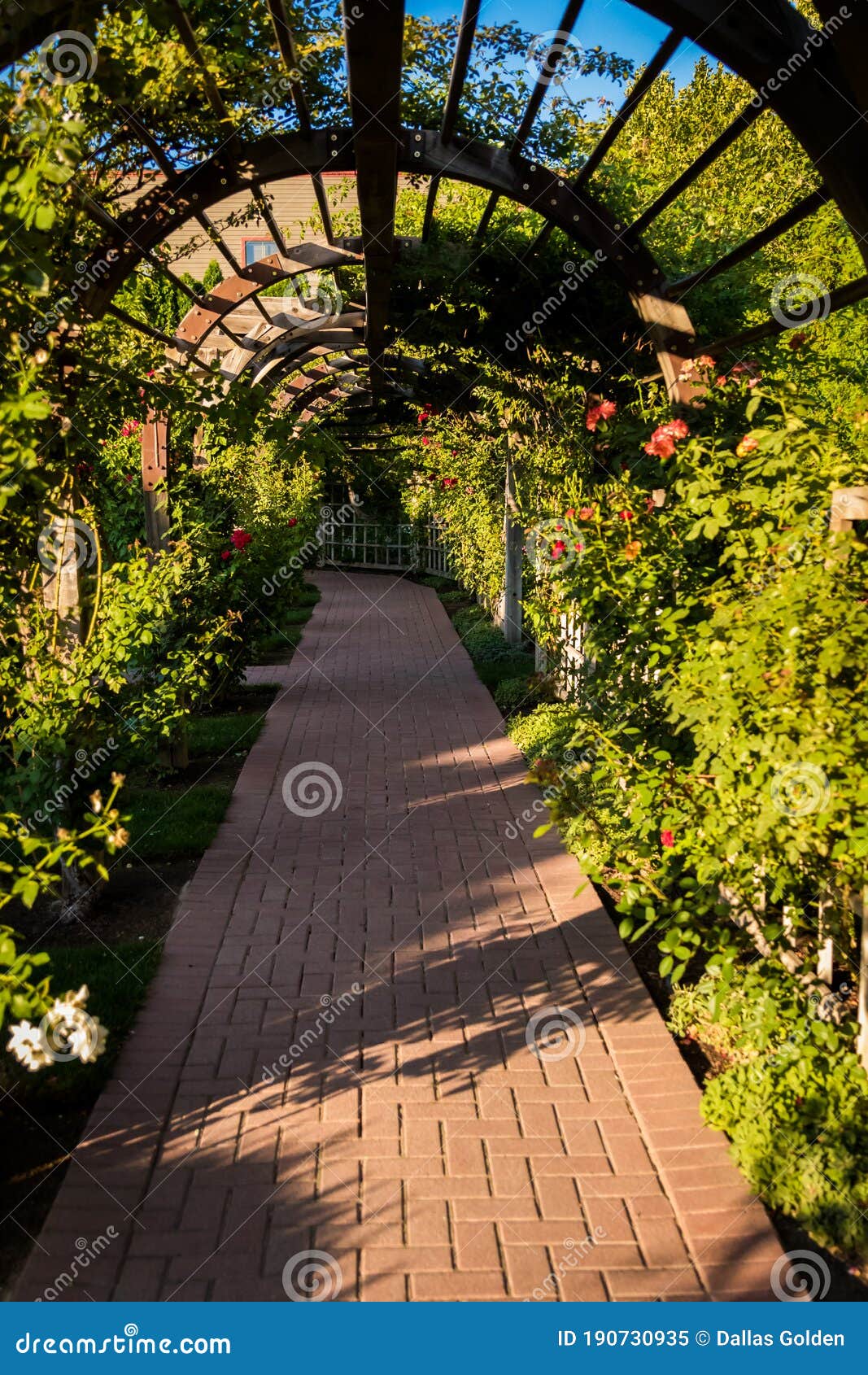 Trellis Covered Rose Garden Walkway Stock Image - Image of garden ...